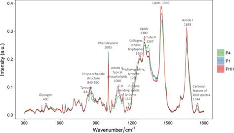 Single Cell Raman Spectroscopy To Identify Different Stages Of