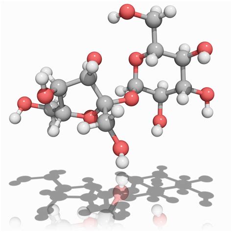 List Of Types Of Disaccharides