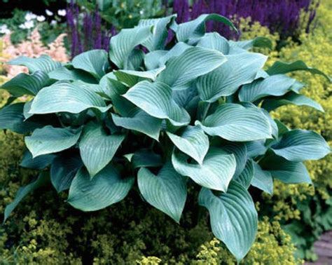 Хоста Самые Красивые Сорта Фото — Mixyfotos.ru