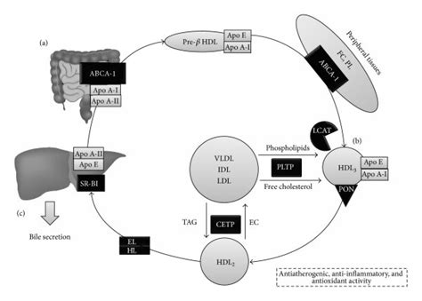 HDL Metabolism And Main Components Implicated In Their Download Scientific Diagram