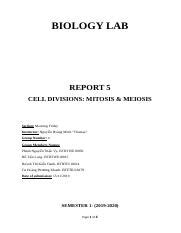 Lab Report 5 1 Docx BIOLOGY LAB REPORT 5 CELL DIVISIONS MITOSIS MEIOSIS Section Morning