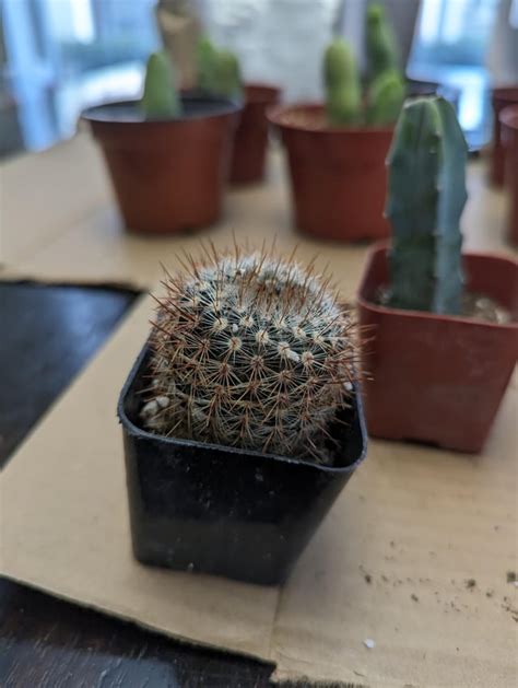 Free Cacti From Succulent Source But Who Are They R