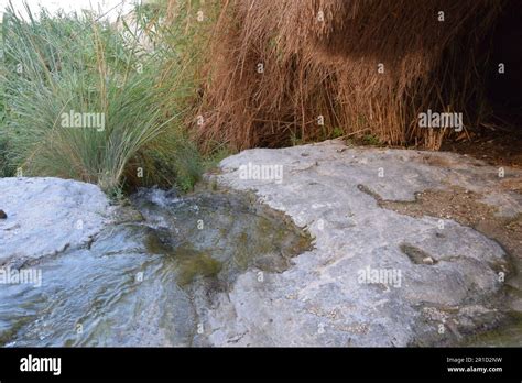 The Wet Trail In The Ein Gedi Nature Reserve Dead Sea Area In Israel