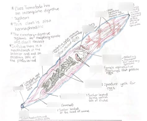 Bl 160 Final Exam Class Trematoda Anatomy Diagram Quizlet