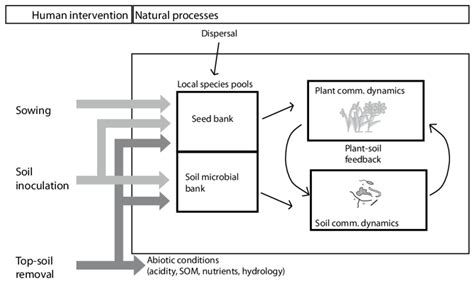 1 Simplified Conceptual Framework Of Community Development During