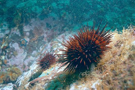 Sea Urchin Sperm Could Inform Miniature Robot Design Popular Science