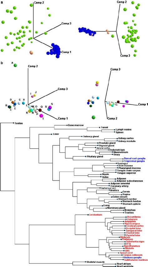 Hierarchical Clustering Of All Tissues Using Hierarchical Clustering