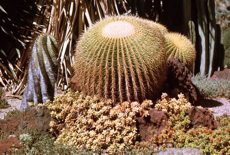 Barrel Cactus Description Facts Species Britannica