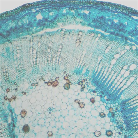 Tem Data Optimization Protochips