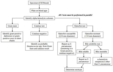 Streptococcus Pneumoniae Properties Pathogenesis And Diagnosis • Microbe Online