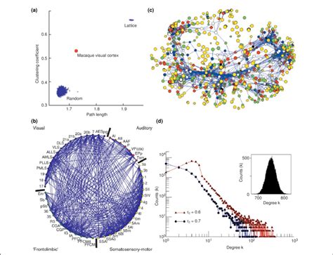 Small World And Scale Free Structural And Functional Brain Networks