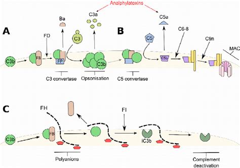 Jcm Free Full Text Role Of Factor H And Related Proteins In Regulating Complement Activation