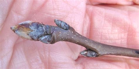 Buds Hairy Tree Guide UK Tree ID By Hairy Buds