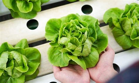 The Different Types Of Hydroponic Systems Floraflex Media