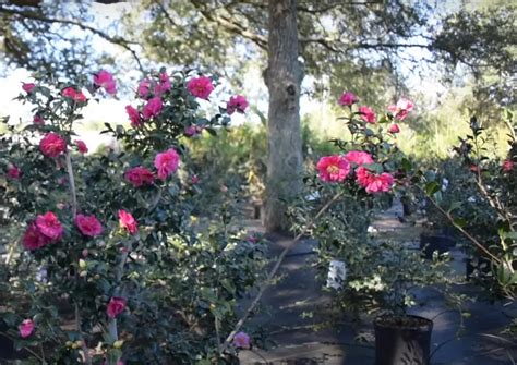 Gardenia Vs Camellia Which Is Better For Your Garden Gardenprofy