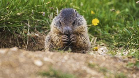 З Днем бабака привітання у віршах і картинках Life