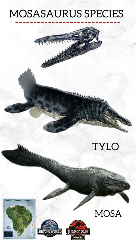 Mosasaurus Species Artofit
