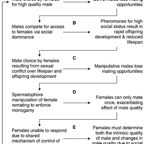 Example Of How Sexual Conflict And Sexual Selection May Result In The