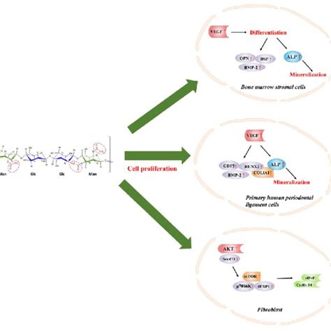 Pdf Extraction Purification Structural Characteristics Biological Activities And