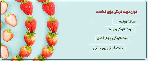 کاشت توت فرنگی در گلدان مثل آب خوردن فروشگاه اینترنتی آلپ هلدینگ