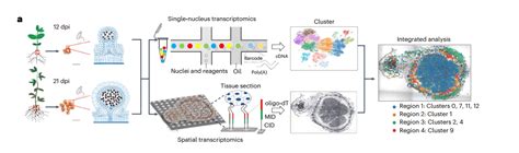 Stereos Seq应用 时空组学要解决的问题 Stereo Seq技术 Stomics 华大时空