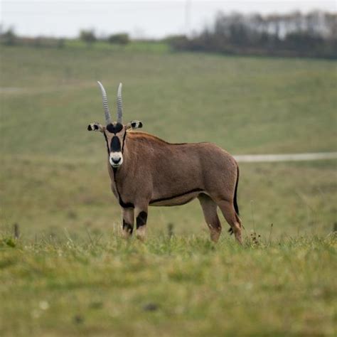 Fringe Eared Oryx The Wilds