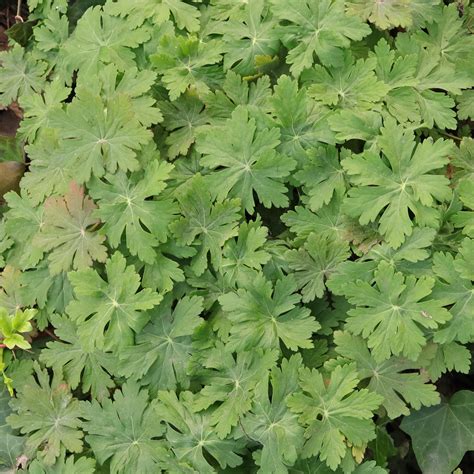 Geranium Macrorrhizum Bigroot Geranium