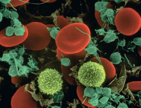 28 Structure And Function Of The Hematologic System