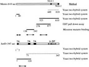 Menin Interacts With The Ap1 Transcription Factor Jund And Represses Jund Activated