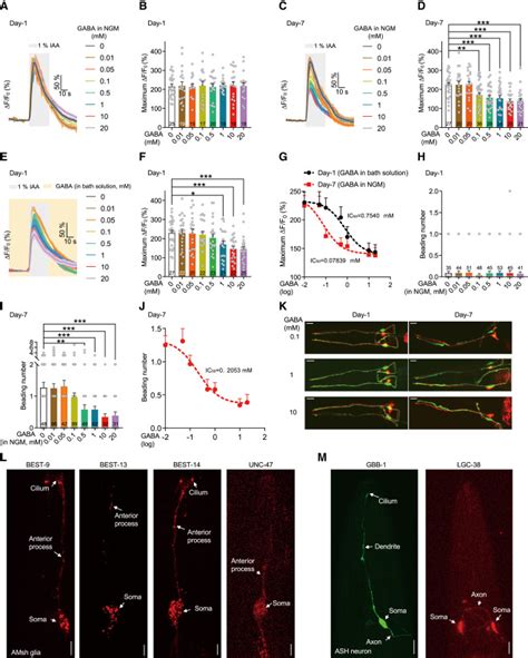 Phasictonic Glial Gaba Differentially Transduce For Olfactory Adaptation And Neuronal Aging Neuron
