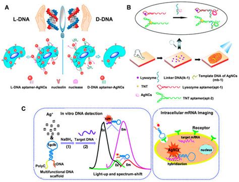 Molecules Free Full Text Dna Guided Metallization Of Nanomaterials And Their Biomedical