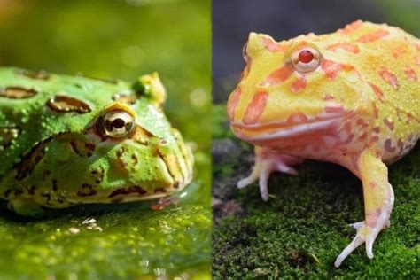 How To Tell If A Frog Is Male Or Female Understanding Key Differences