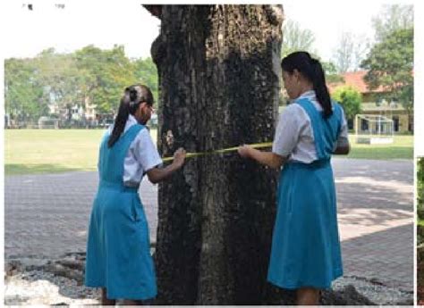 And 2 Students Measuring Tree Trunk Circumference To Calculate Diameter Download Scientific