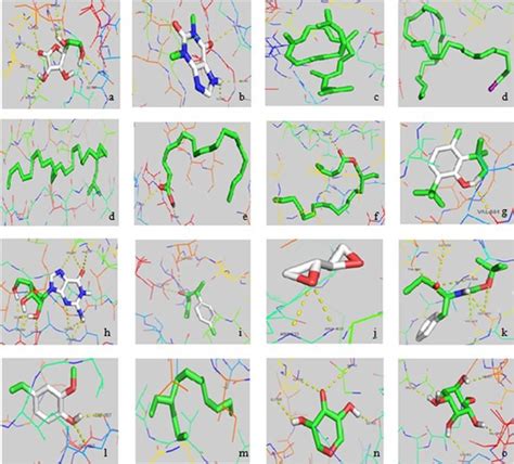 Molecular Docking Analysis Of Bioactive Compounds Hydrophilic