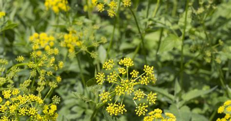 Beware The Poison Parsnip Health Officials Warn Of Common Roadside Plant Vermont Public