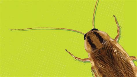 Back To Basics Approach For Cockroach Control Pest Control Technology