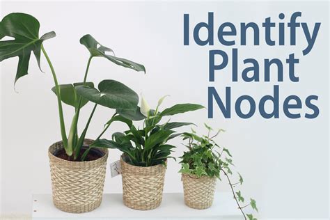 send nodes how to identify nodes internodes basal nodes and find th