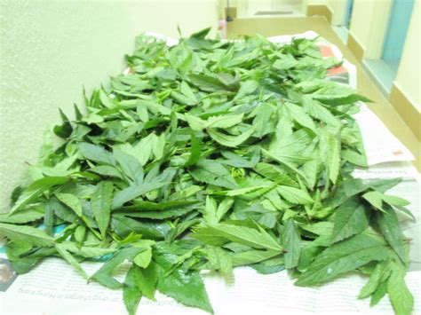 ေငြလမင္း ခ်ဥ္ေပါင္ရြက္ခ်က္ၿခင္းသာ ၿဖစ္ပါသည္။