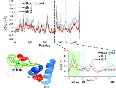 Rmsf Plot Of β1 Tubulin Graphic Representation Of The M Loop And