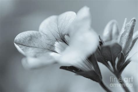 Calibrachoa Selenium Tone Photograph By Tanya C Smith Fine Art America