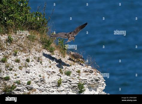 Juvenile Peregrine Falcon In Its Natural Habitat At Stevns Klint