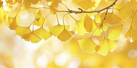 나뭇가지에 매달려 있는 은행나무 잎의 클로즈업 그들의 생생한 노란색 색조는 햇빛 속에서 눈길을 끄는 디스플레이를 만듭니다 은행 나뭇잎 교수형 배경 일러스트 및 사진