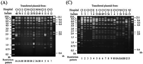 Ecori Restriction Patterns Of Conjugative Plasmids Transferred From 13