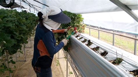 딸기 고설 배드정리 1편 Youtube