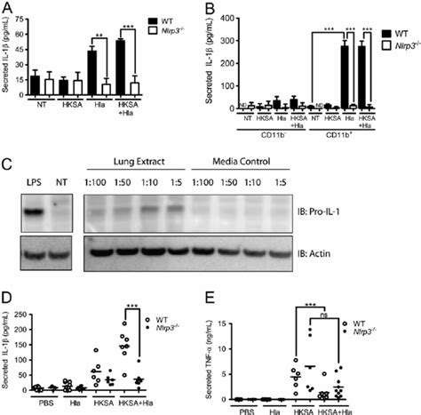 Staphylococcus Aureus A Hemolysin Induces Nucleotide Binding Domain Download Scientific