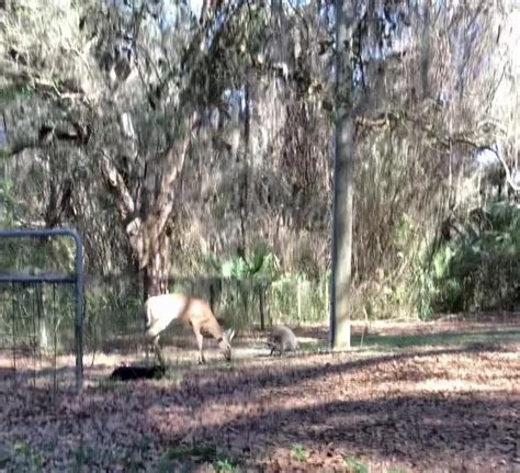 Here Is My Deer And Raccoon Both Are Non Releasable And Currently Looking For A Forever Rescue