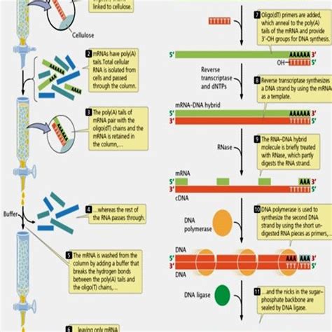 PDF Transcriptome Profiling Methods And Applications A Review
