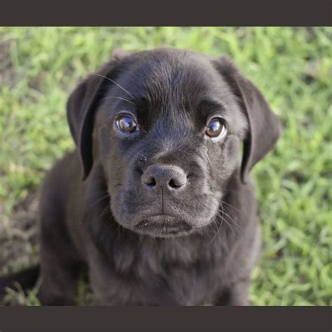 Elon Medium Male Golden Retriever X Pug Mix Dog In Qld Petrescue