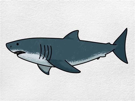 Easy Shark Drawing Artofit
