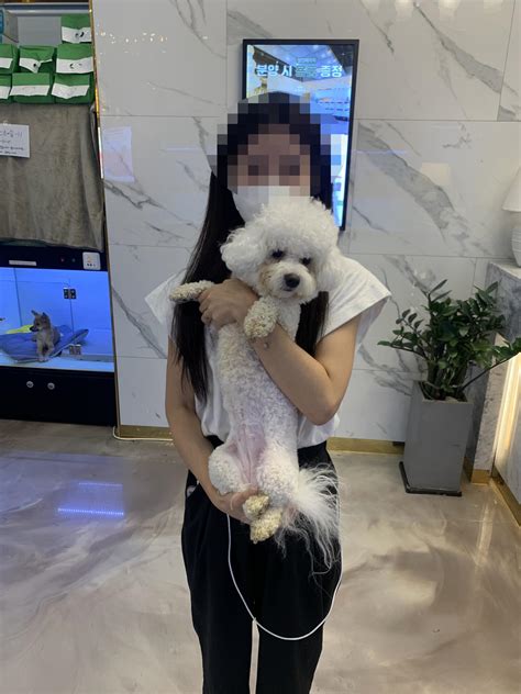 강남 2022 0059 비숑프리제 먼지 책임분양 오드아이랙돌분양사이트 오드아이브리티쉬숏헤어분양사이트 오드아이스코티쉬폴드분양사이트 오드아이러시안블루분양사이트 오드아이고양이